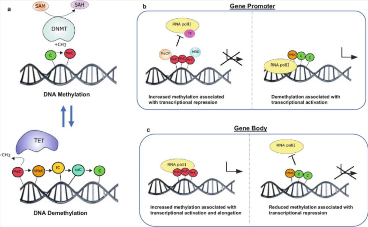 Epigenetic Age - Deep Longevity